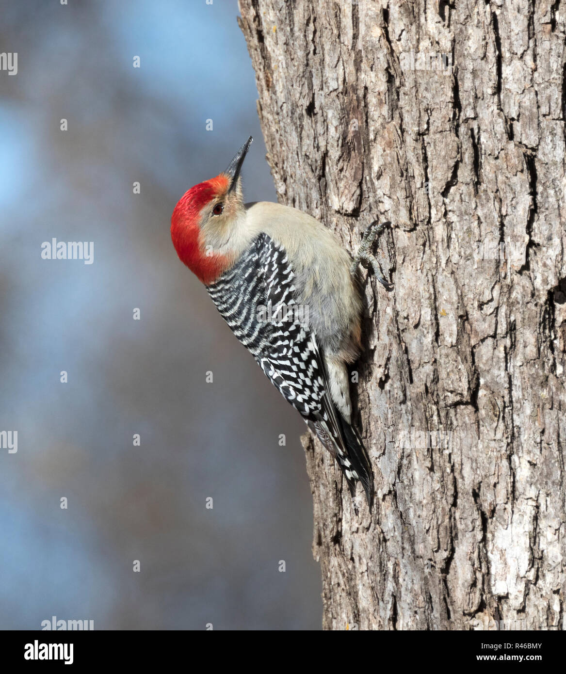 North american woodpeckers hi-res stock photography and images - Alamy