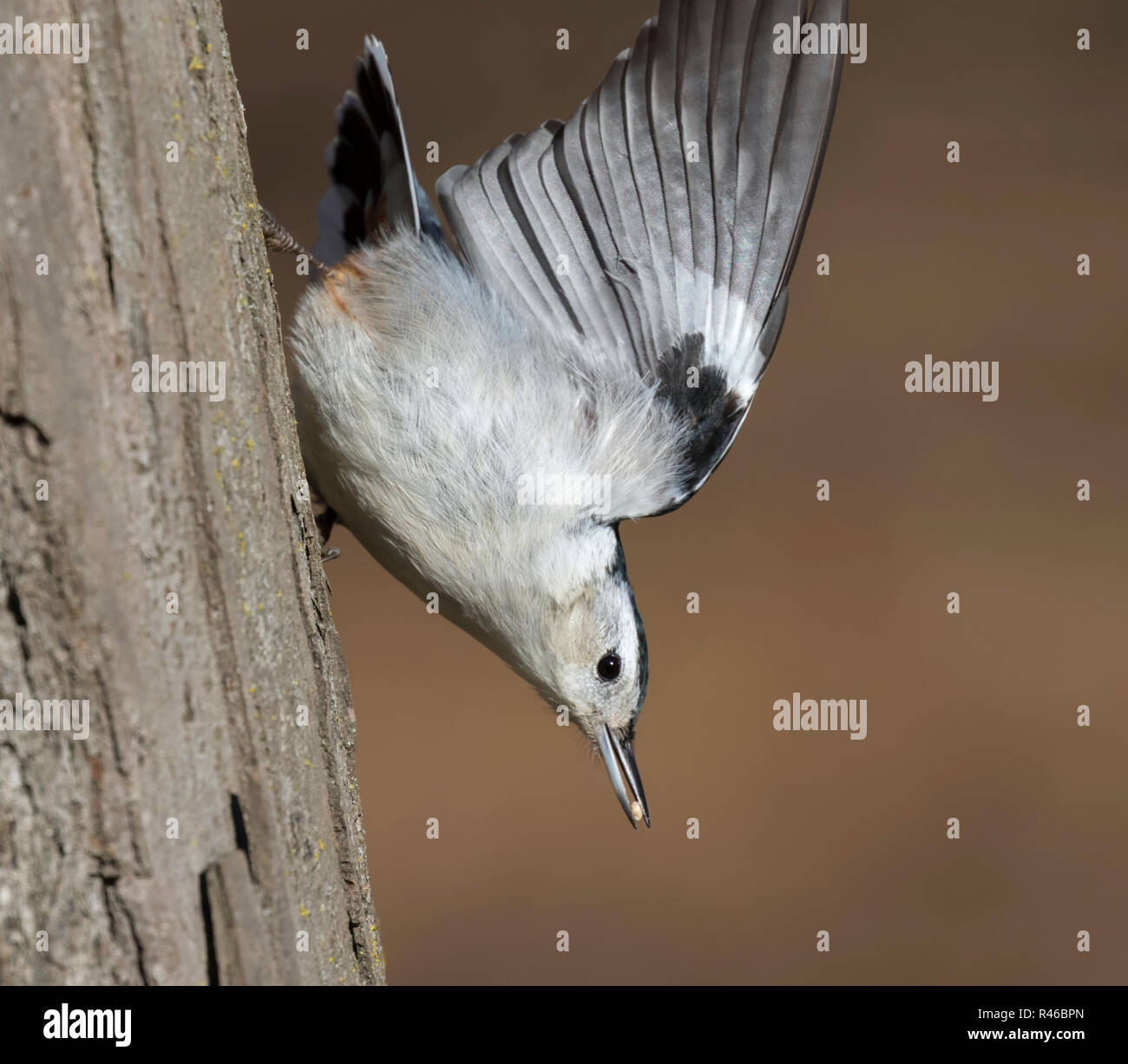 Female white breasted nuthatch hi-res stock photography and images - Alamy