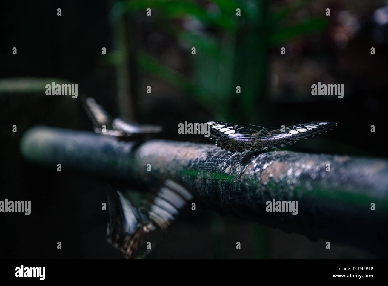 Black and White Shaded Butterfly Stock Photo - Alamy