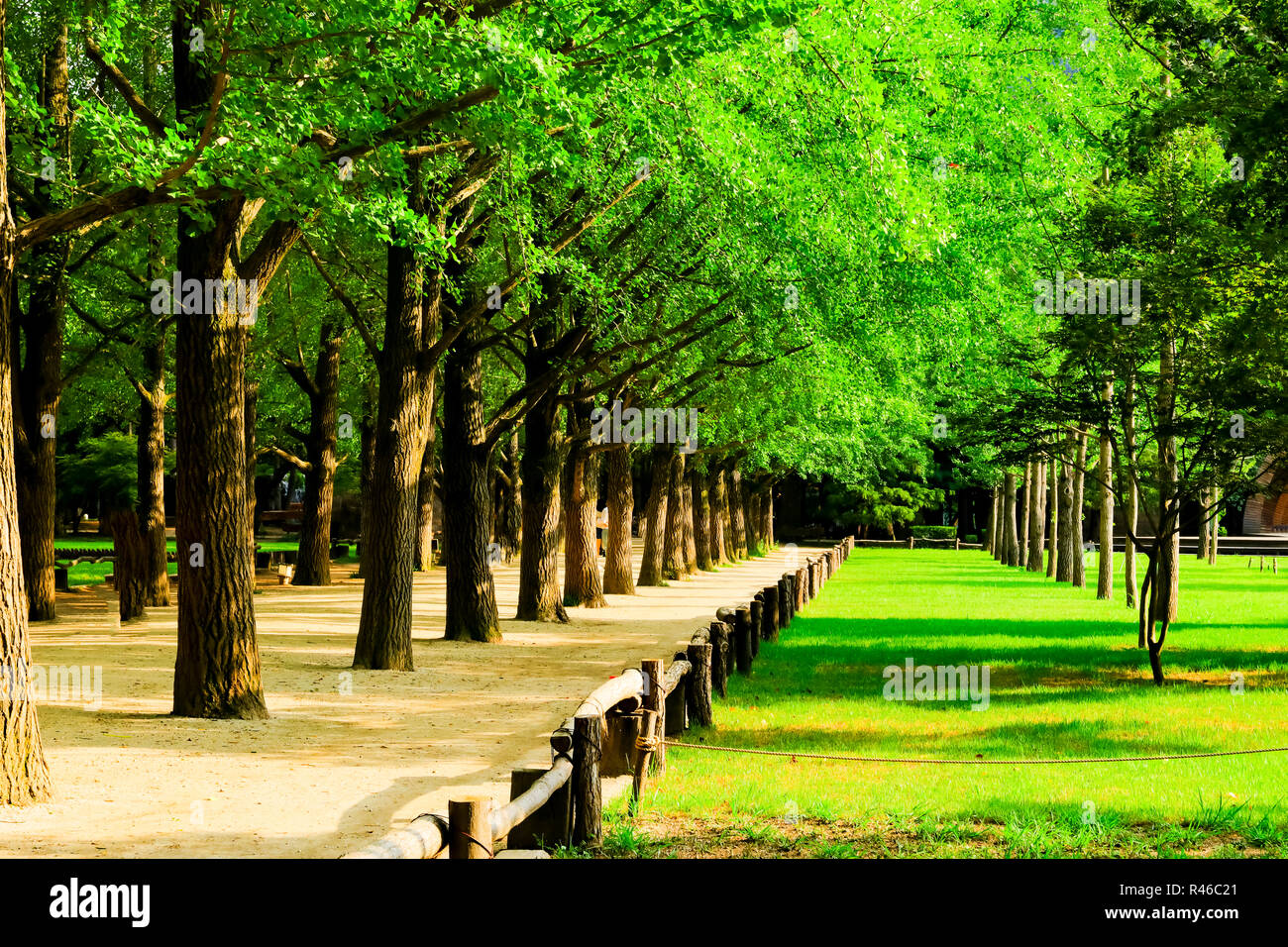 walkway and green tree tunnel , nami island, South Korea or Republic of ...