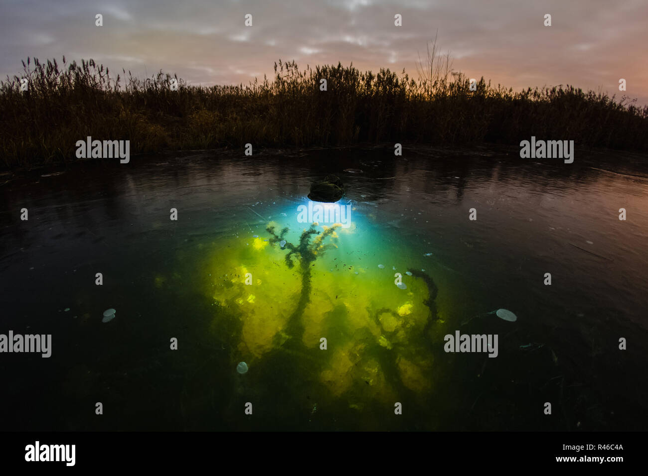 Still life with underwater plant under surface of frozen lake Stock ...