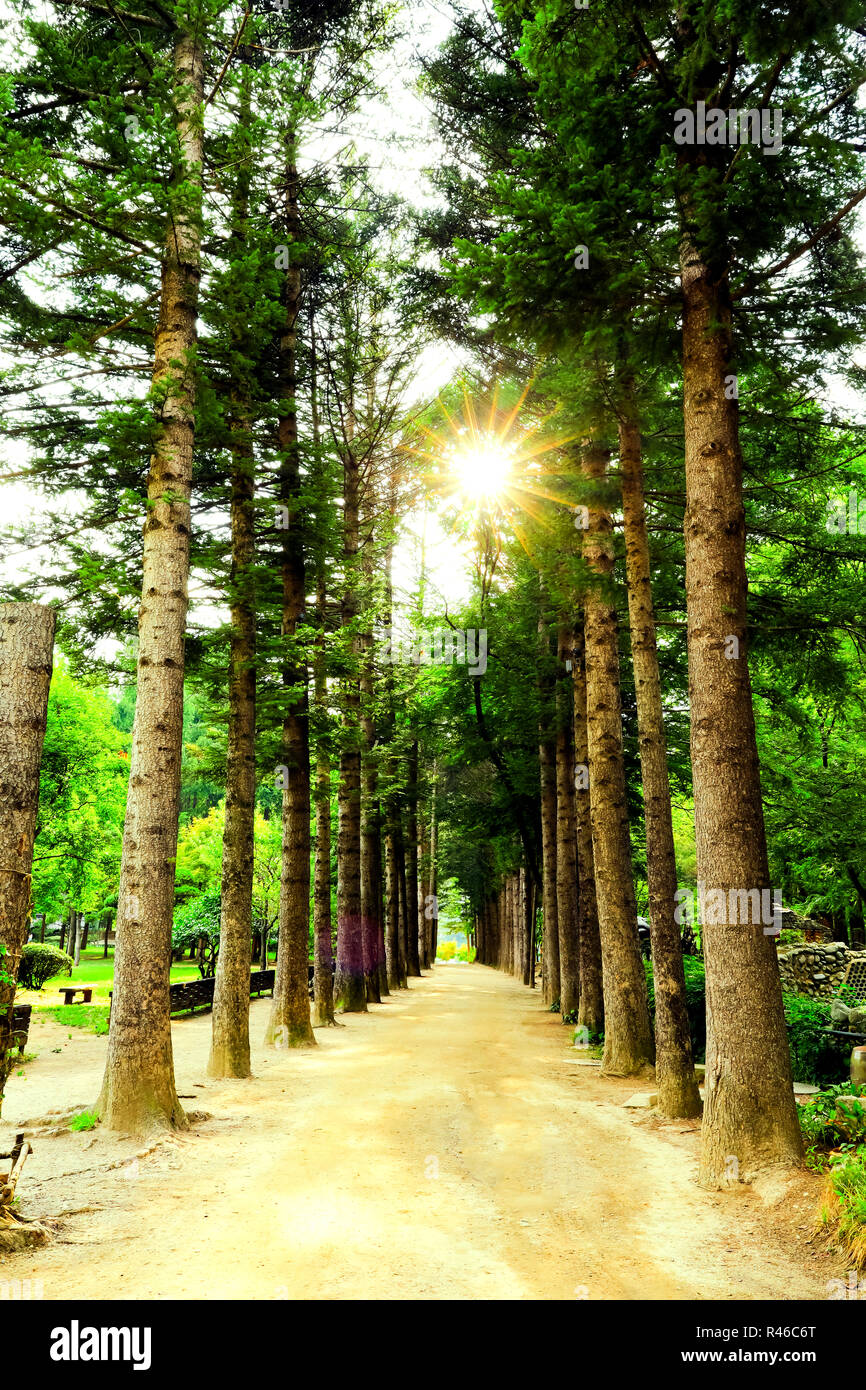 walkway and green tree tunnel , nami island, South Korea or Republic of ...