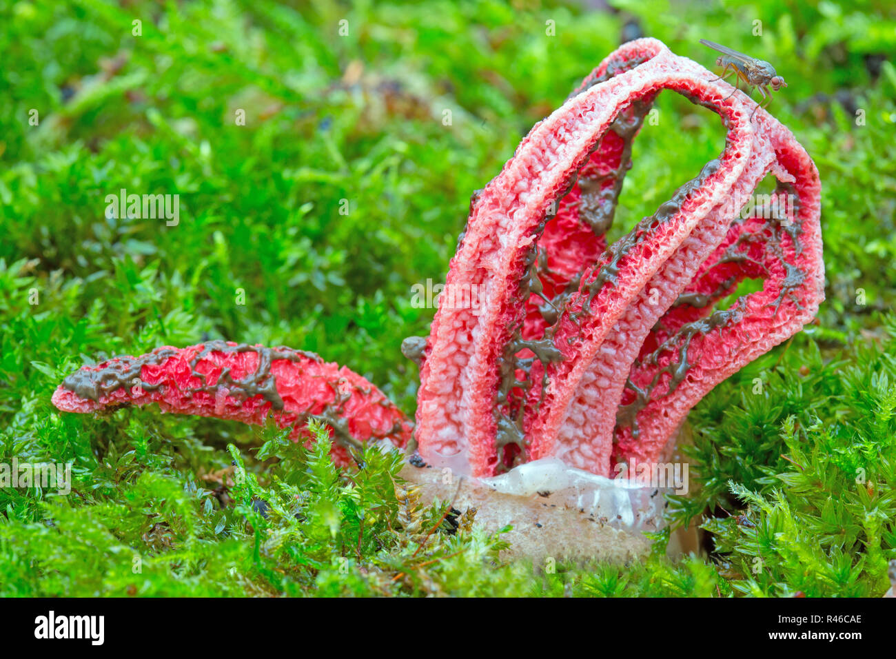Hexenei hi-res stock photography and images - Alamy