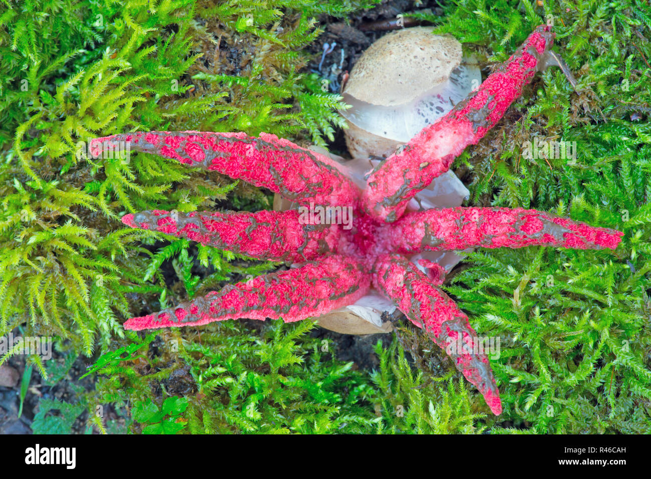 Hexenei hi-res stock photography and images - Alamy