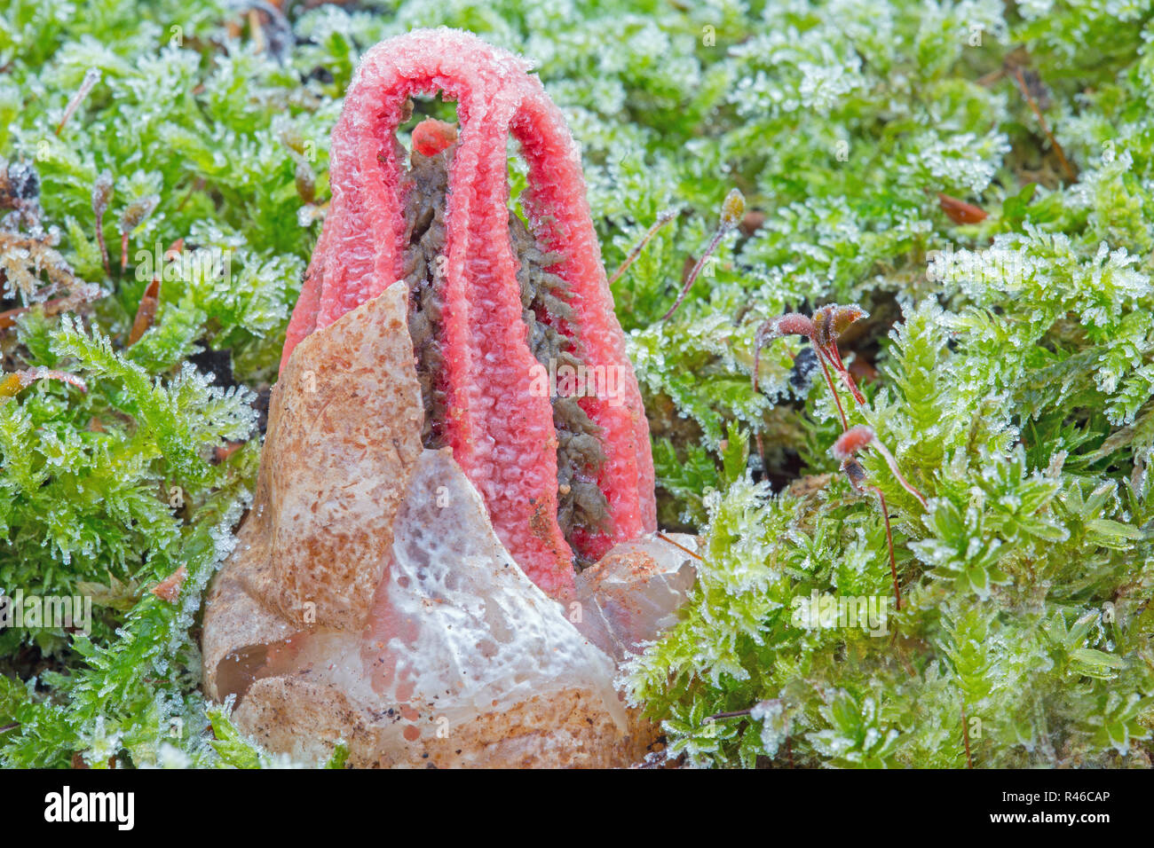 Hexenei hi-res stock photography and images - Alamy