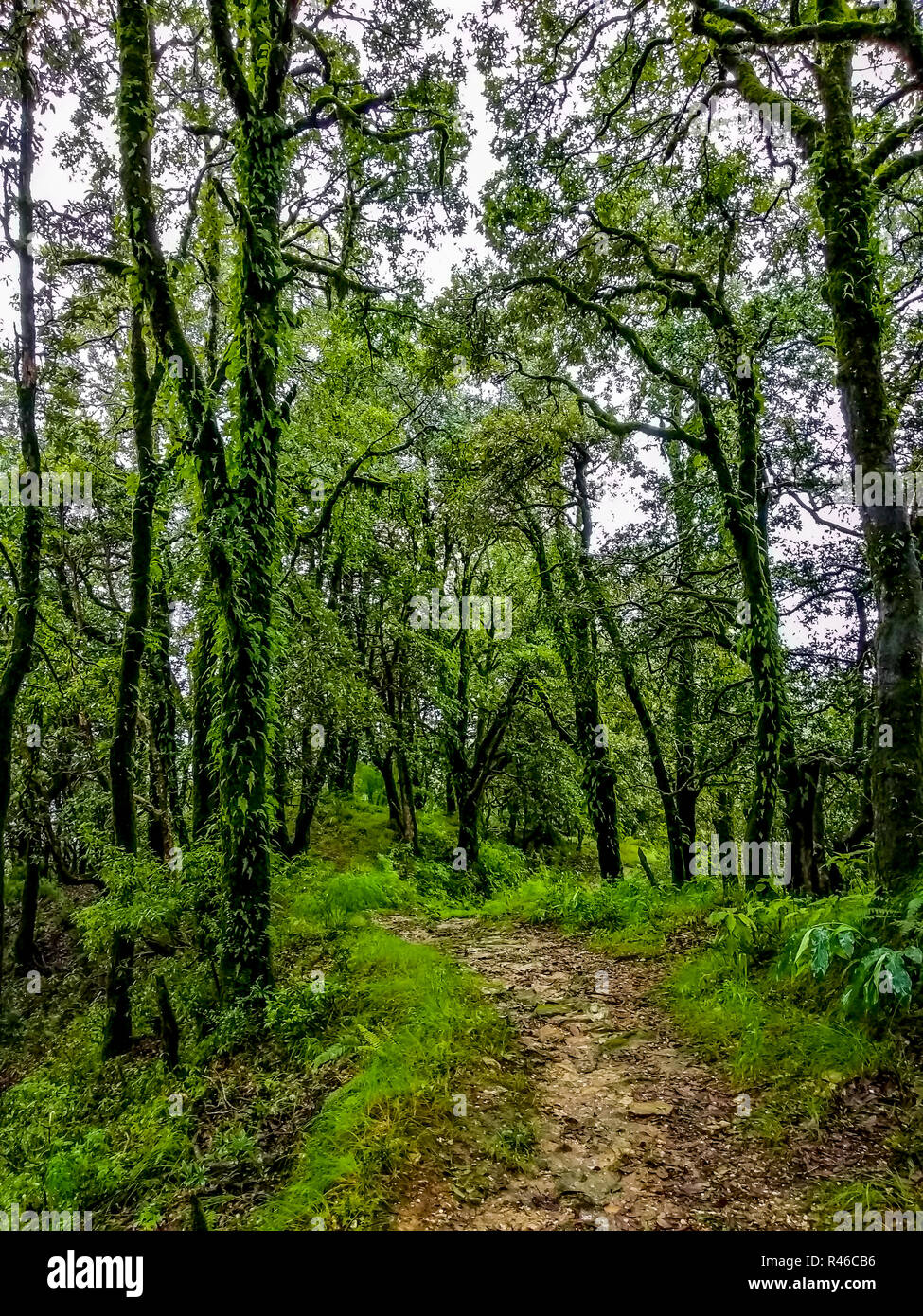 Almora mountains in india hi-res stock photography and images - Alamy