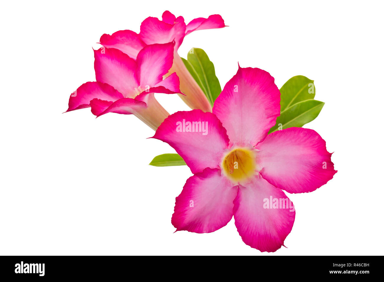 Isolated desert rose hi-res stock photography and images - Alamy