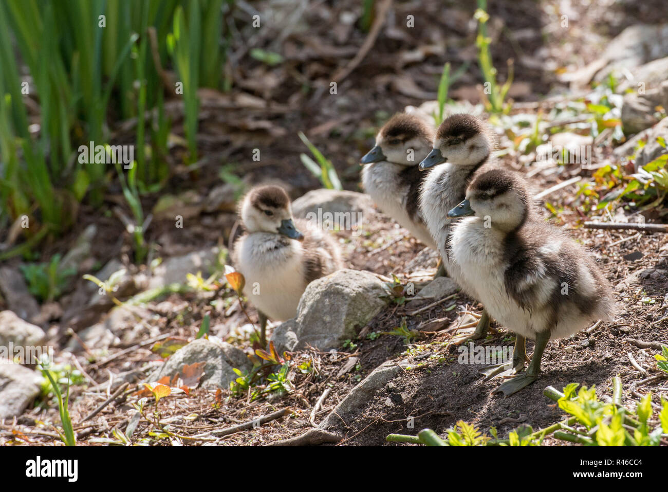 Four ducklings hi-res stock photography and images - Alamy