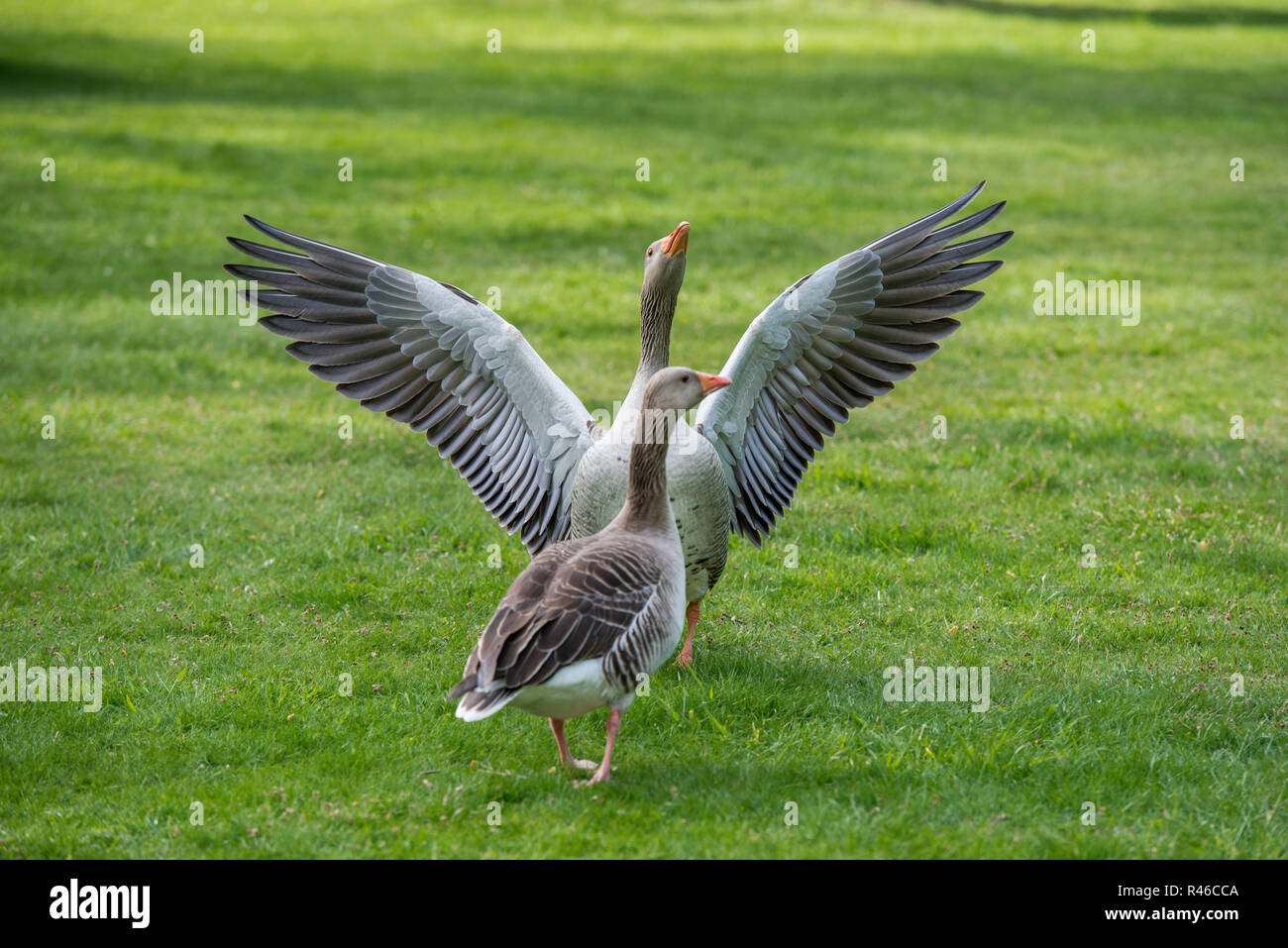 Greylag goose open wings hi-res stock photography and images - Alamy