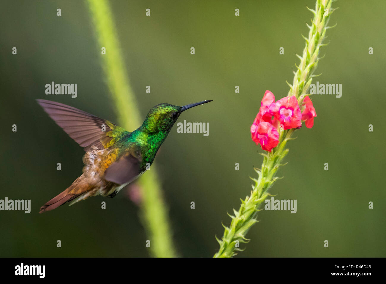 Snowy Bellied Hummingbird in flight with small red flower Stock Photo ...