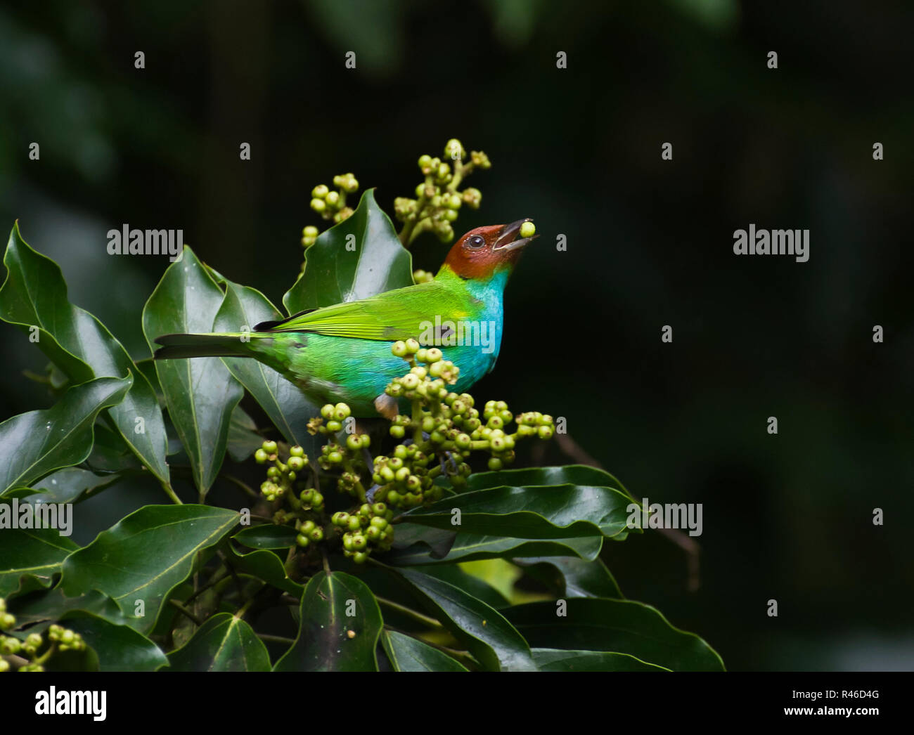 Panama bay wildlife hi-res stock photography and images - Alamy