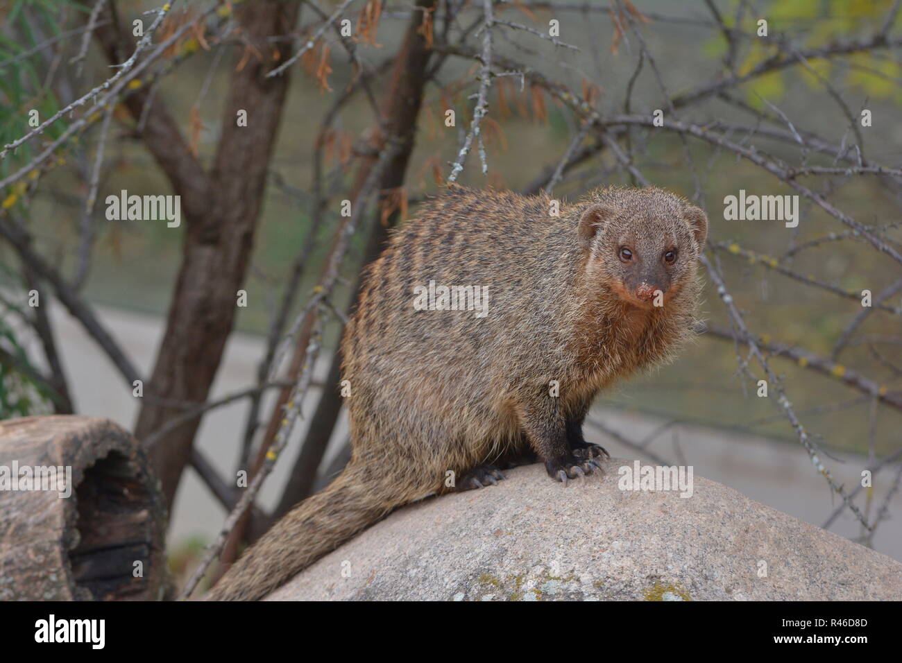 curious fur animals Stock Photo - Alamy