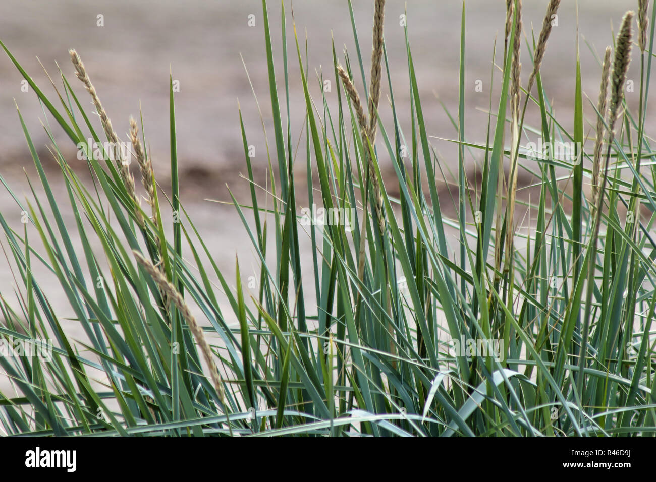Royal troon beach hi-res stock photography and images - Alamy