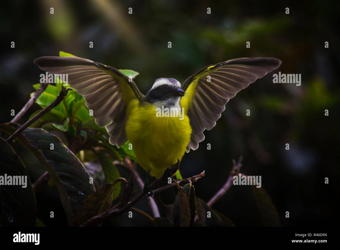 Boat billed flycatcher with wings open image taken in Panama Stock ...