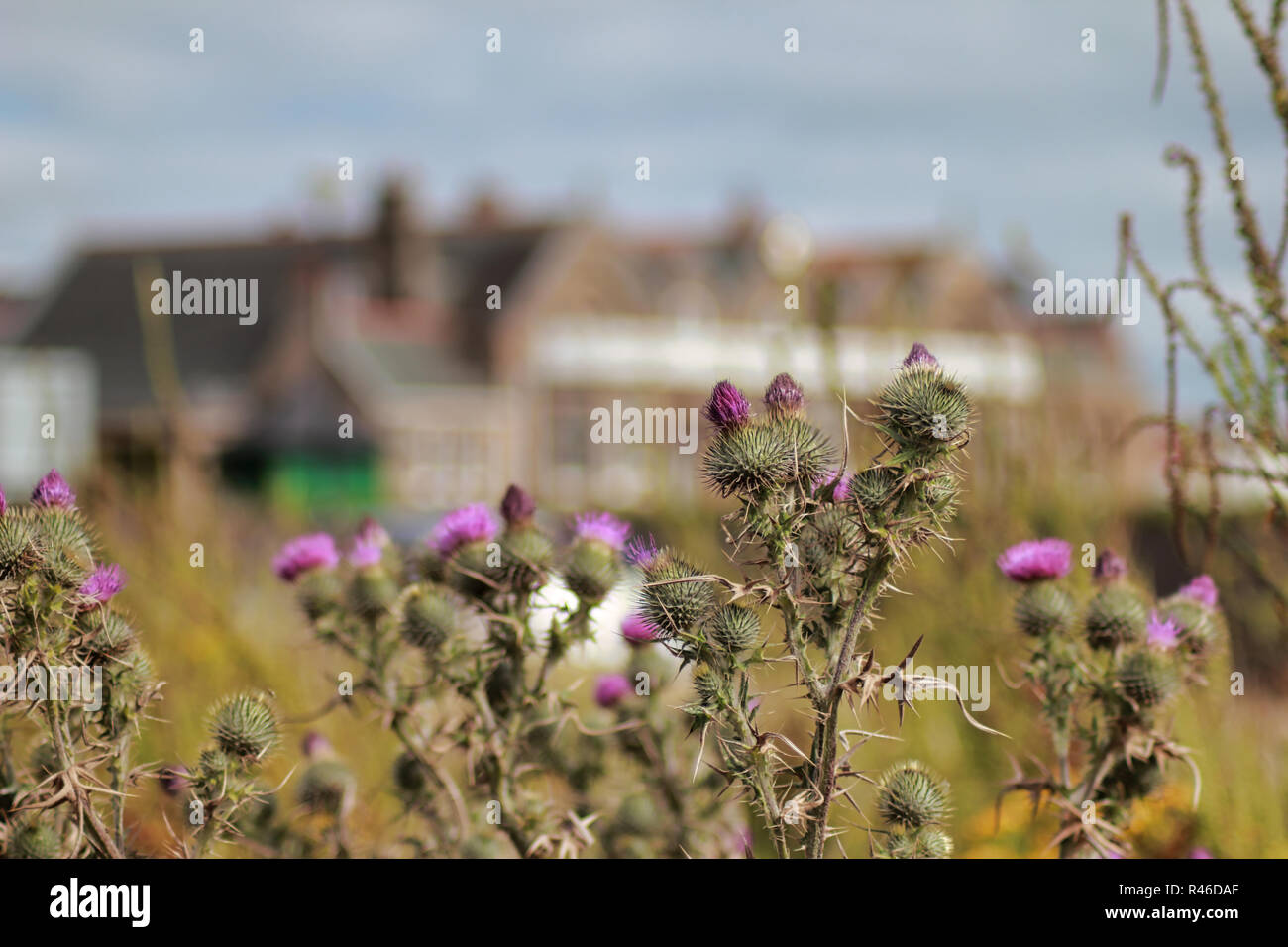 Scottish thistles hi-res stock photography and images - Alamy