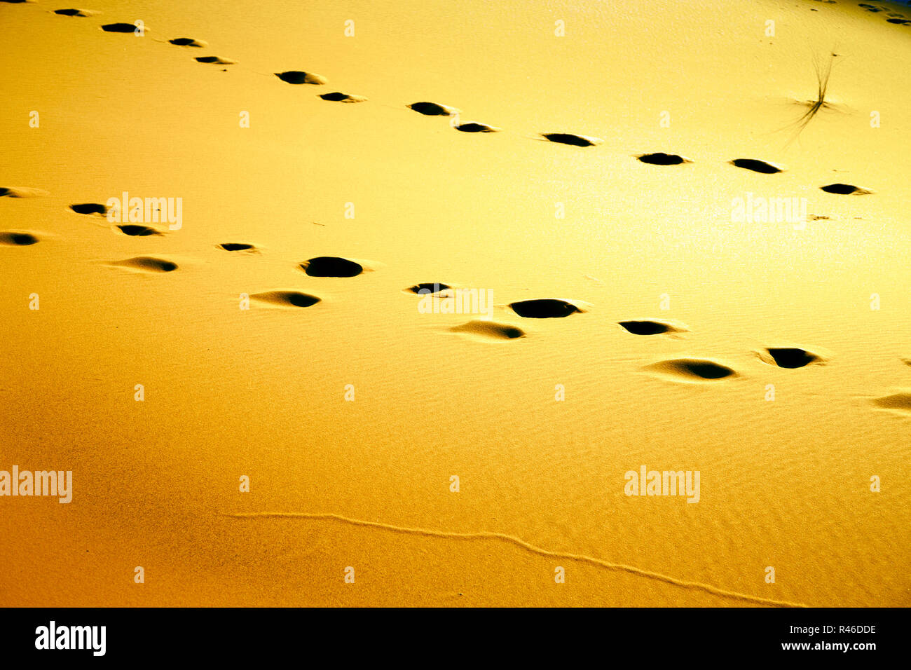 africa brown sand dune footstep Stock Photo - Alamy