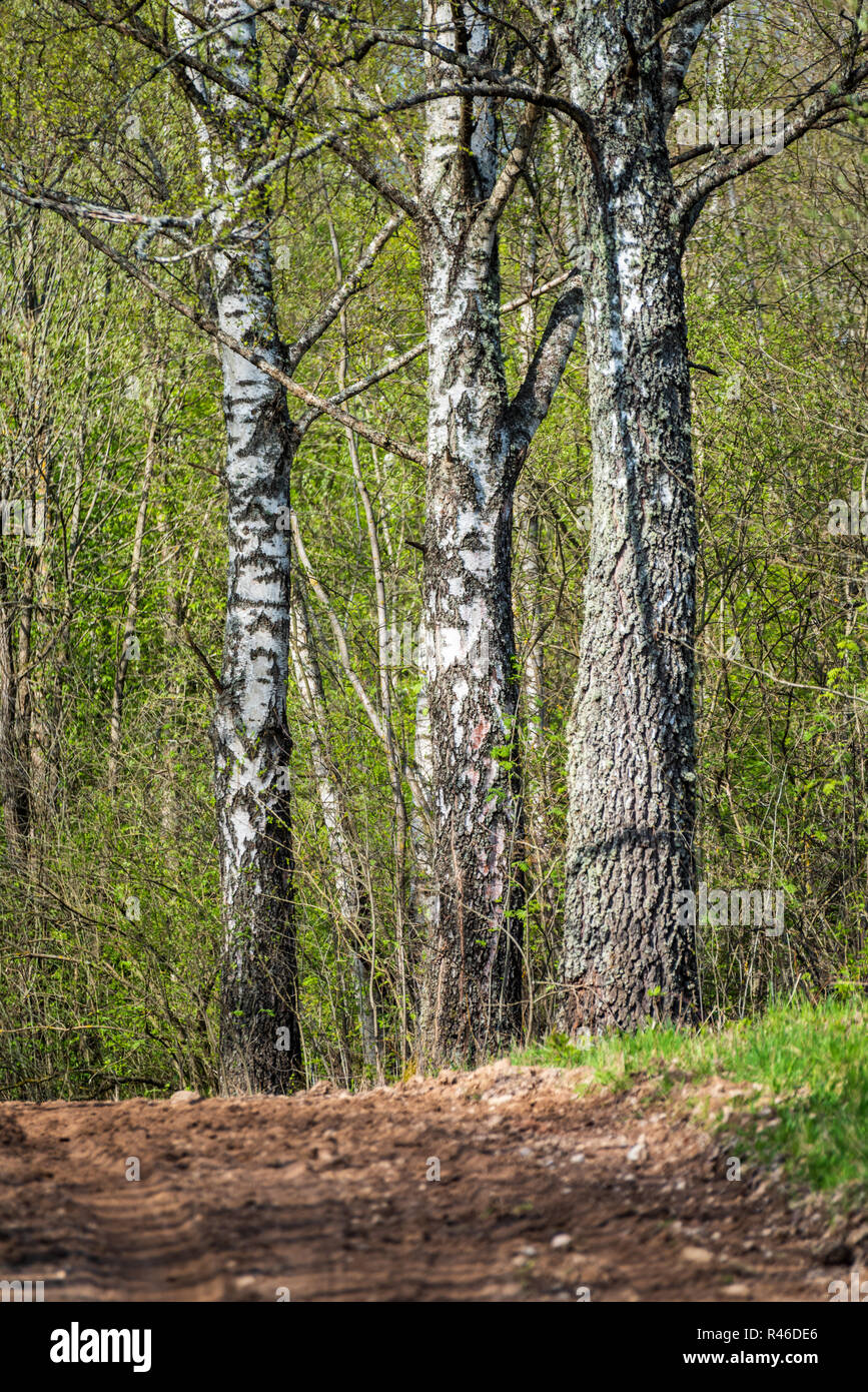 beautiful birch tree trunks, branches and leaves in natural environment ...