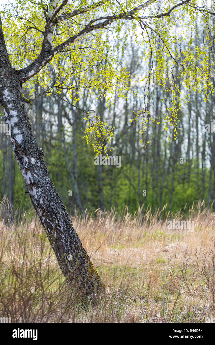 beautiful birch tree trunks, branches and leaves in natural environment ...