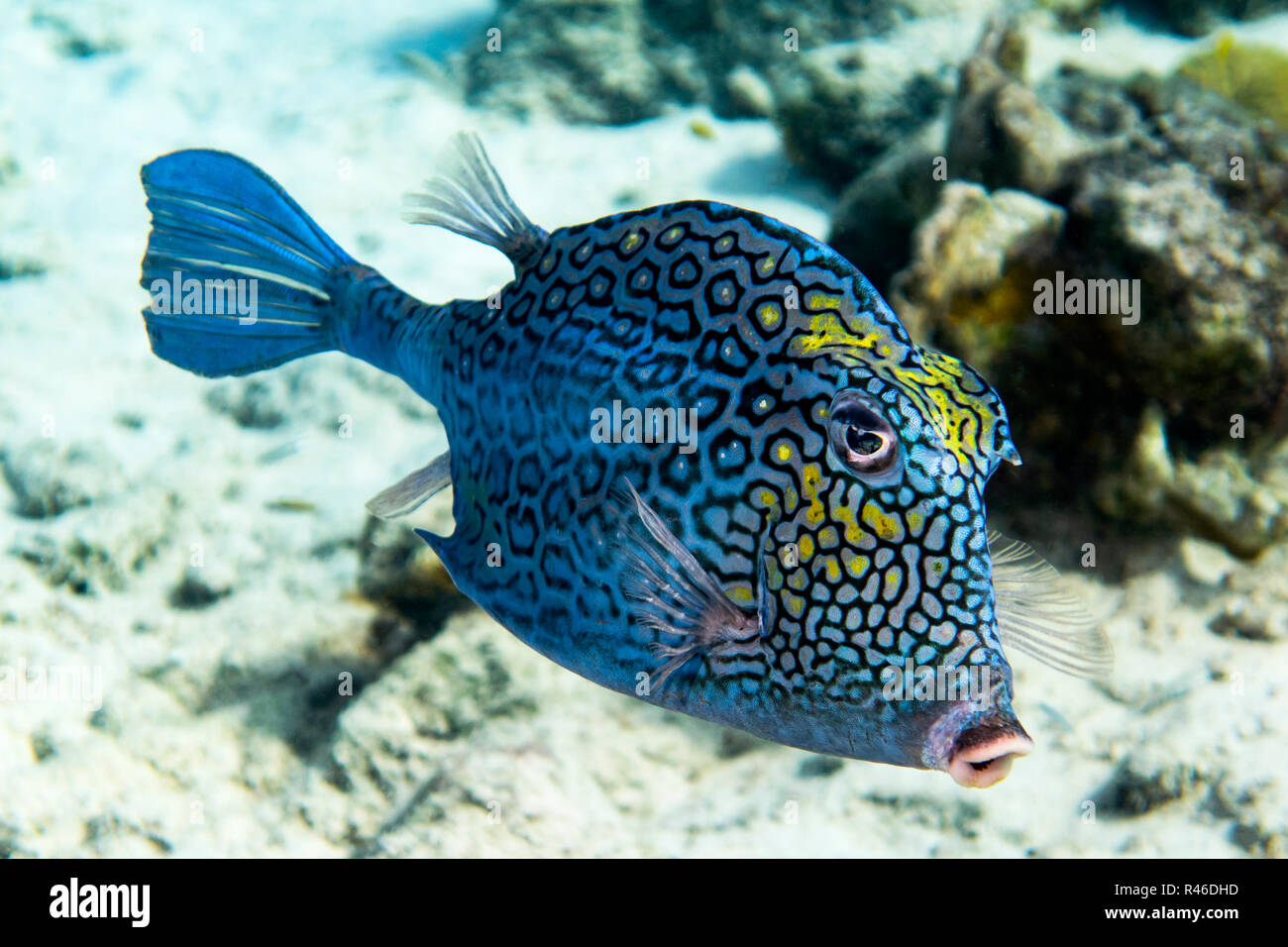Honeycomb cowfish hi-res stock photography and images - Alamy