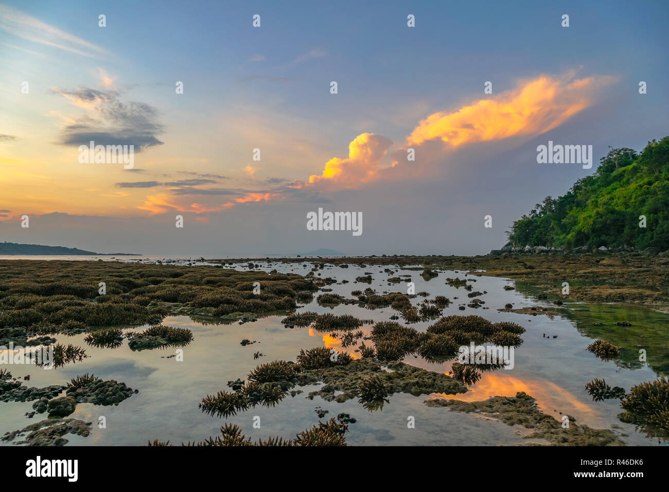 Nemo reef andaman hi-res stock photography and images - Alamy