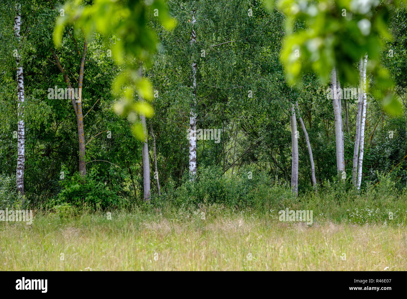 beautiful birch tree trunks, branches and leaves in natural environment ...