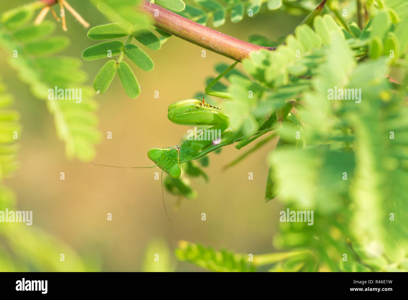 Praying Mantis Portrait Stock Photo - Alamy