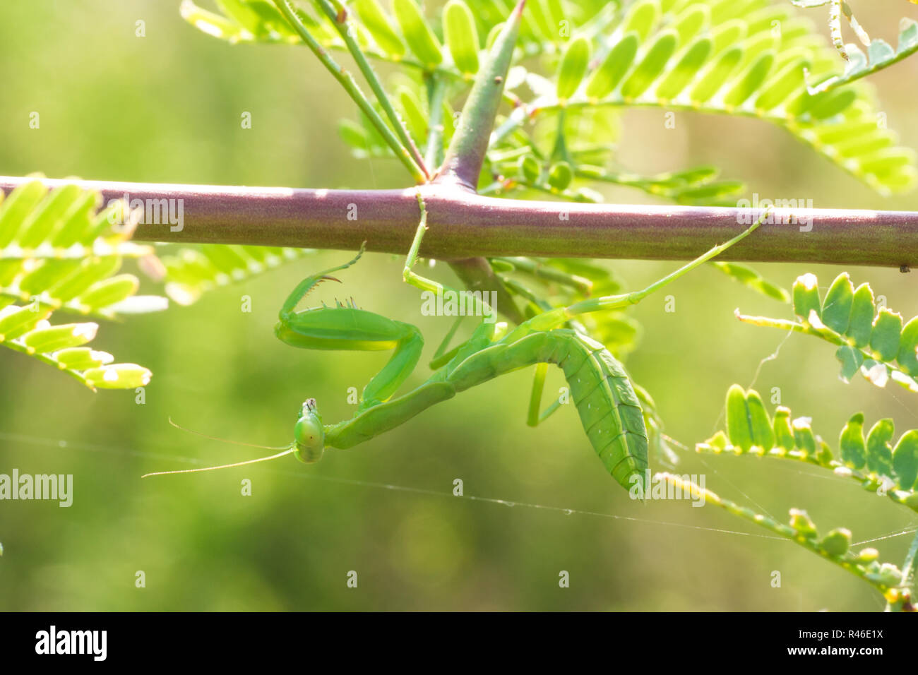 Praying Mantis Hanging from a Branch Stock Photo - Alamy