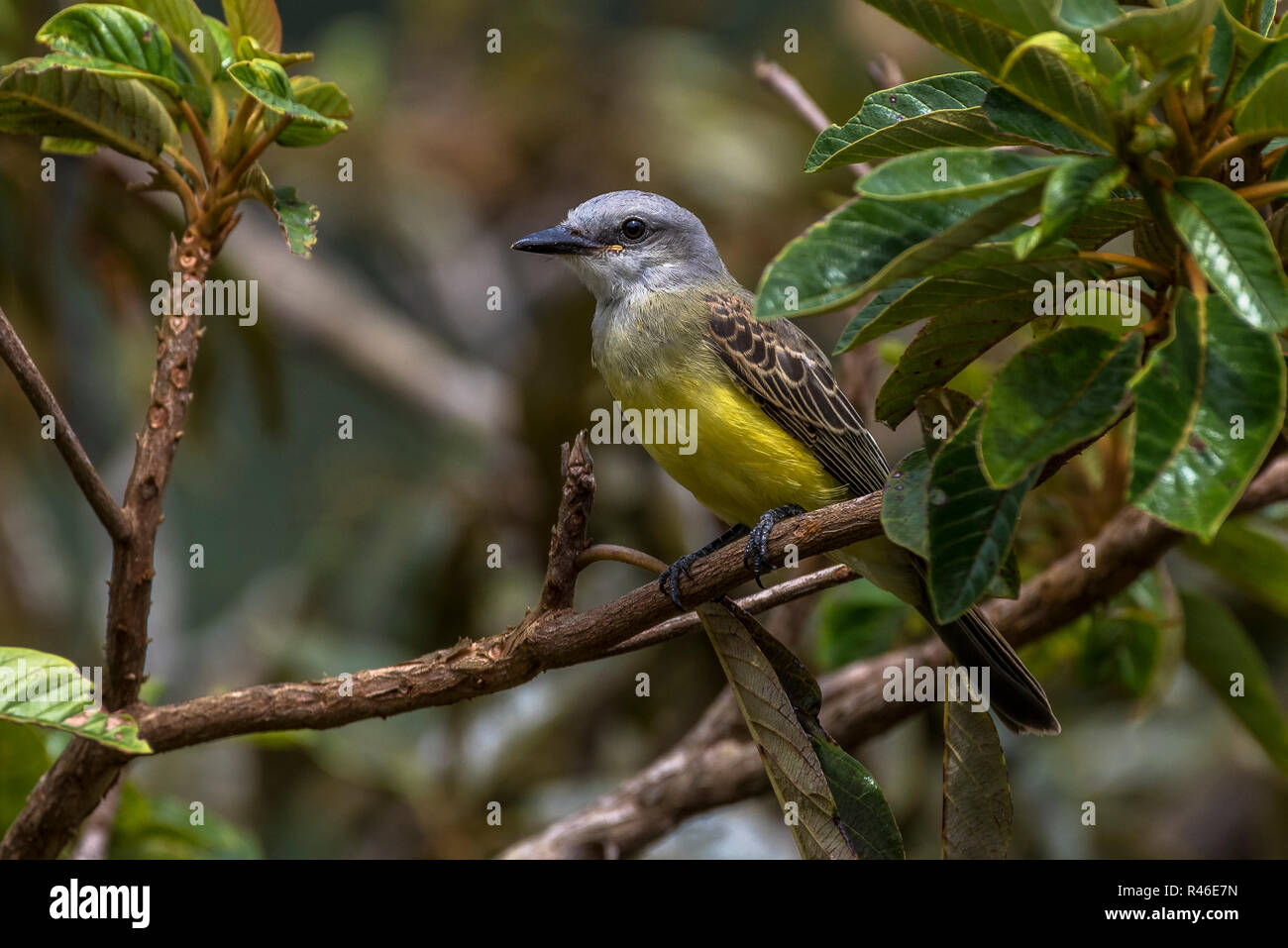 Tropical cloud forest animal hi-res stock photography and images - Alamy