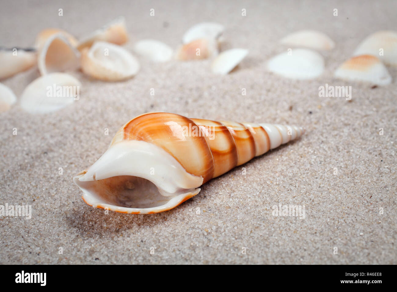 beautiful Sea shells on sand Stock Photo - Alamy