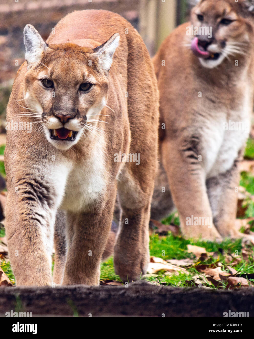 A cougar (Puma concolor) paces towards the camera, with another one ...