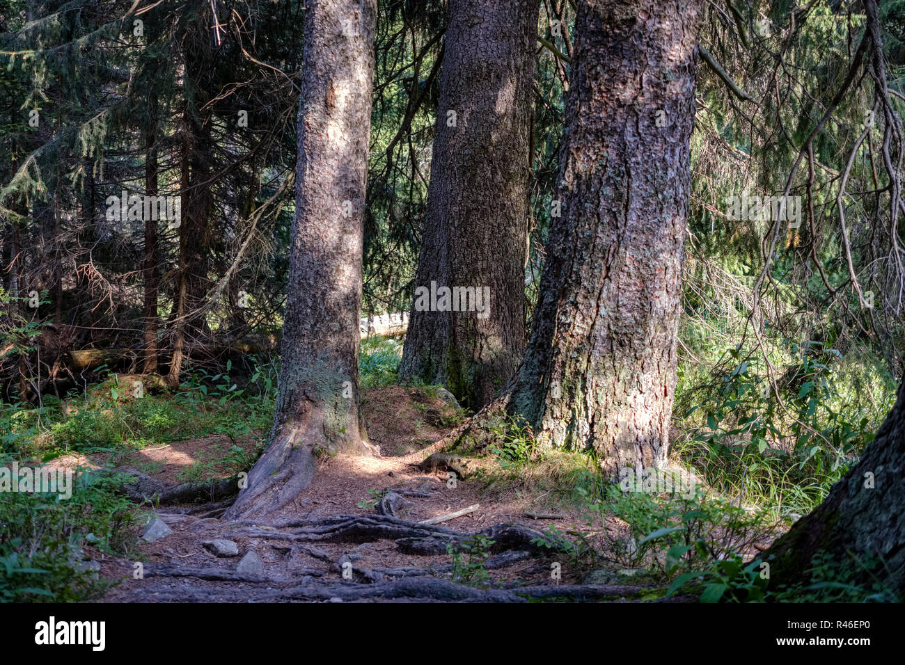 evergreen forest with spruce and pine tree under branches. low light ...