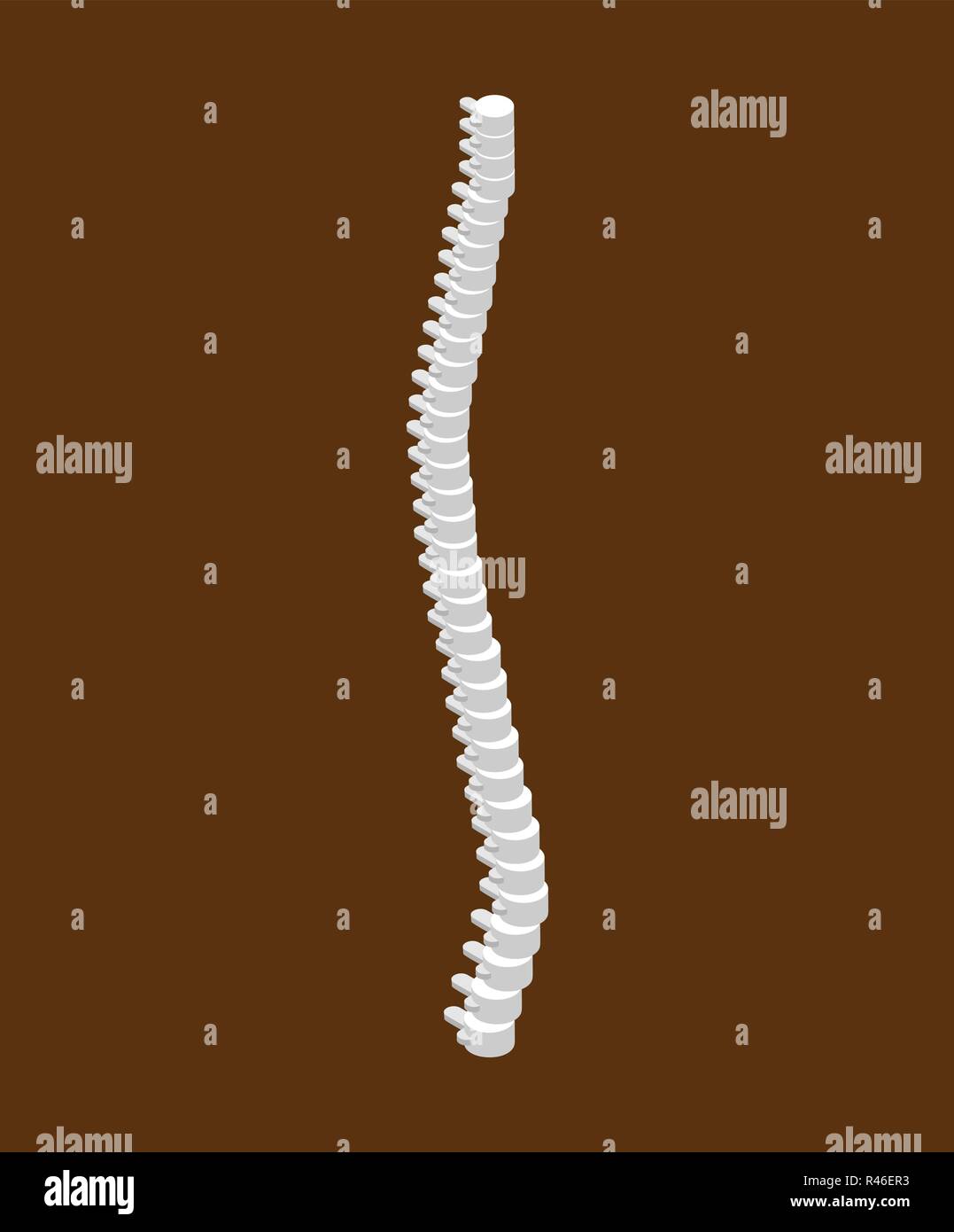 Spinal isometric isolated. 3D Bones. Human bone system Stock Vector ...