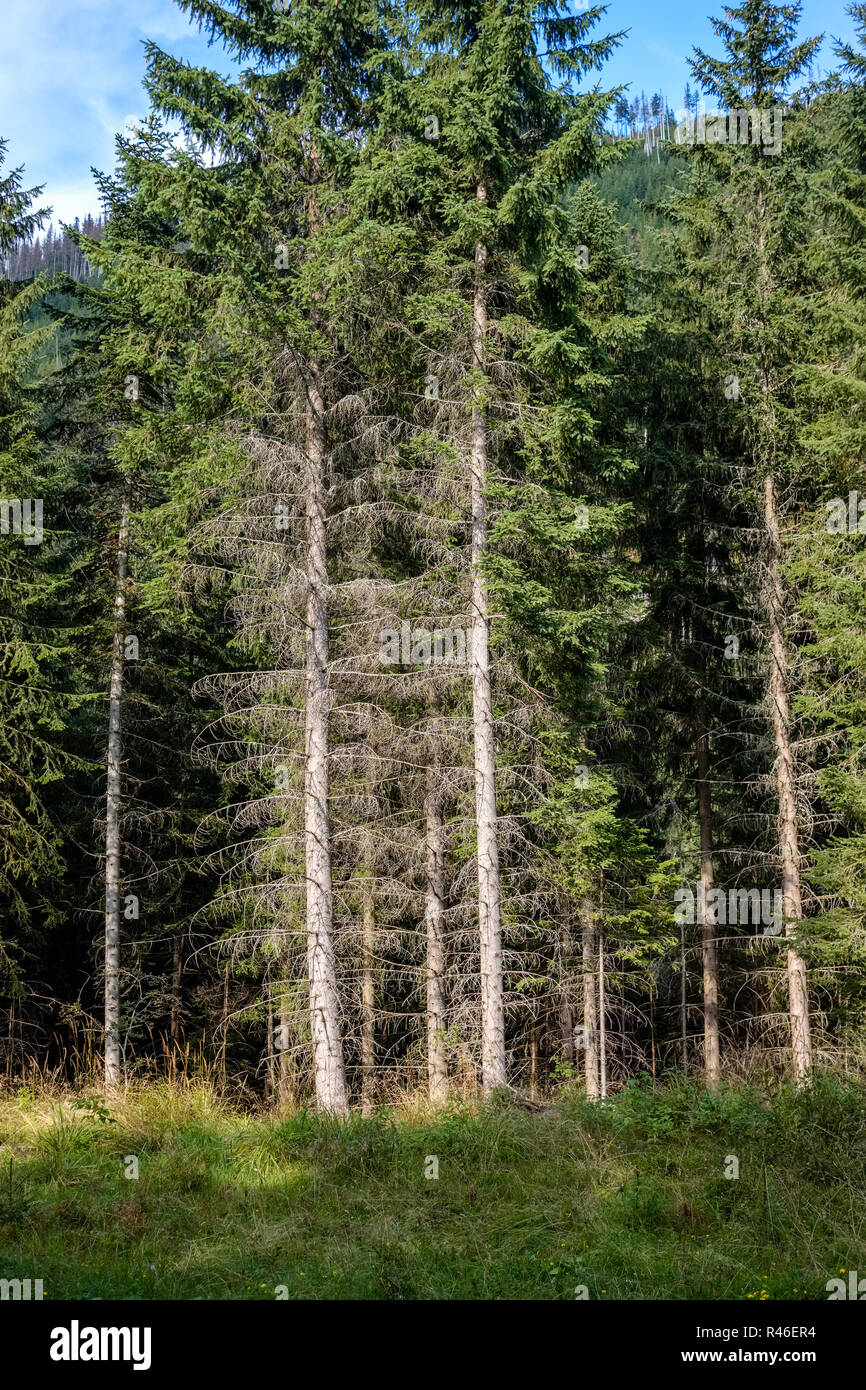 evergreen forest with spruce and pine tree under branches. low light ...