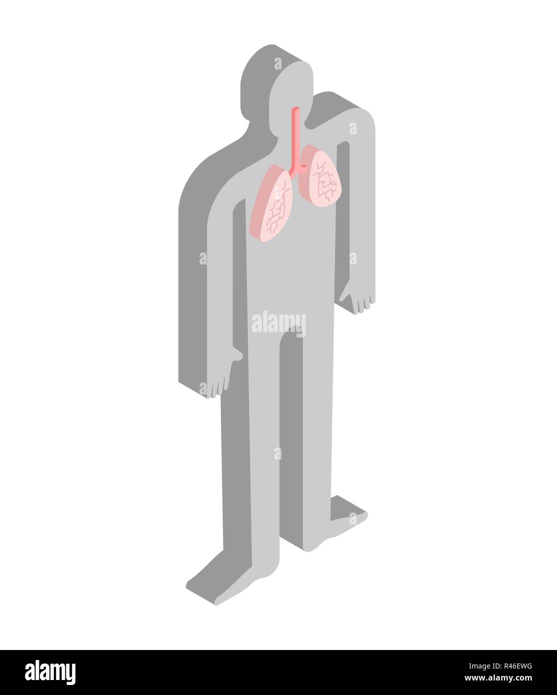 Lungs isometric anatomy of human body. Internal organs 3D. organ ...