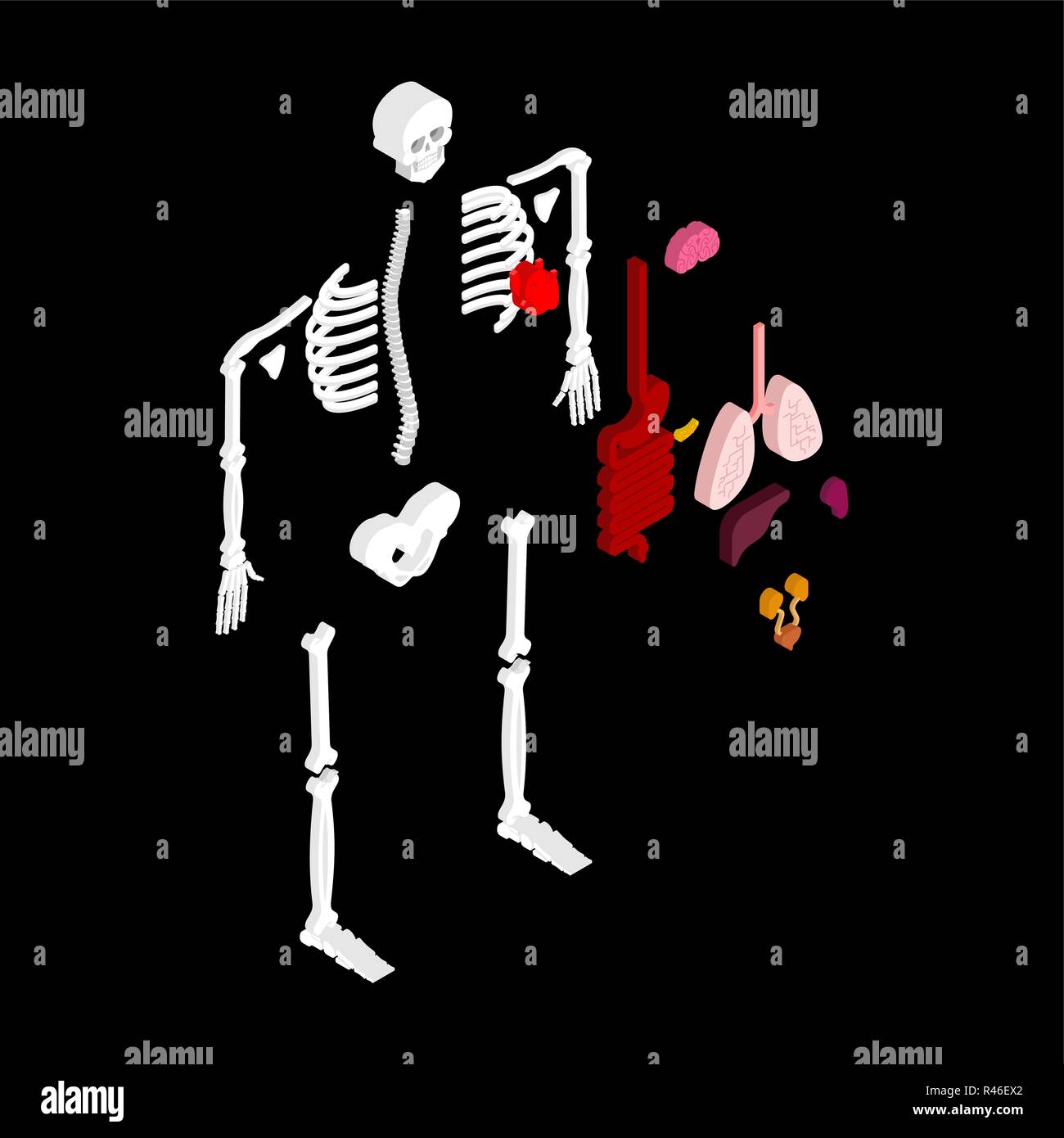 Human anatomy isometric. Skeleton and Internal organs 3D. Organ systems ...