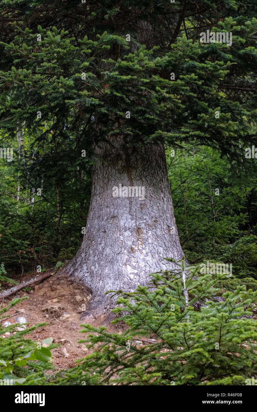 evergreen forest with spruce and pine tree under branches. low light ...