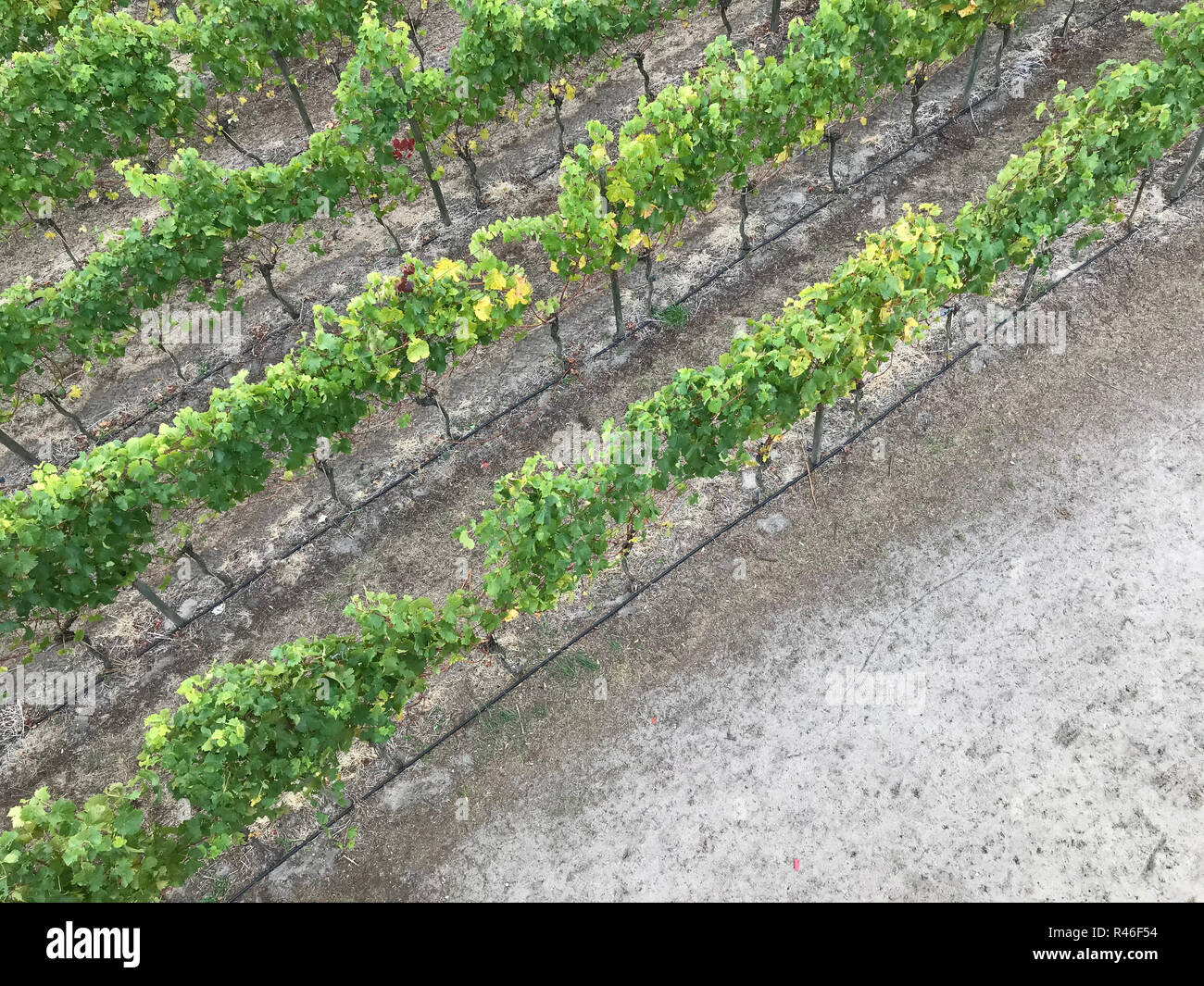 diagonal rows of grapevines on a vineyard, seen from above Stock Photo ...