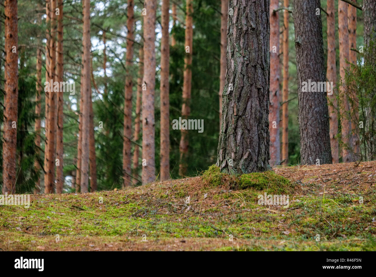 evergreen forest with spruce and pine tree under branches. low light ...