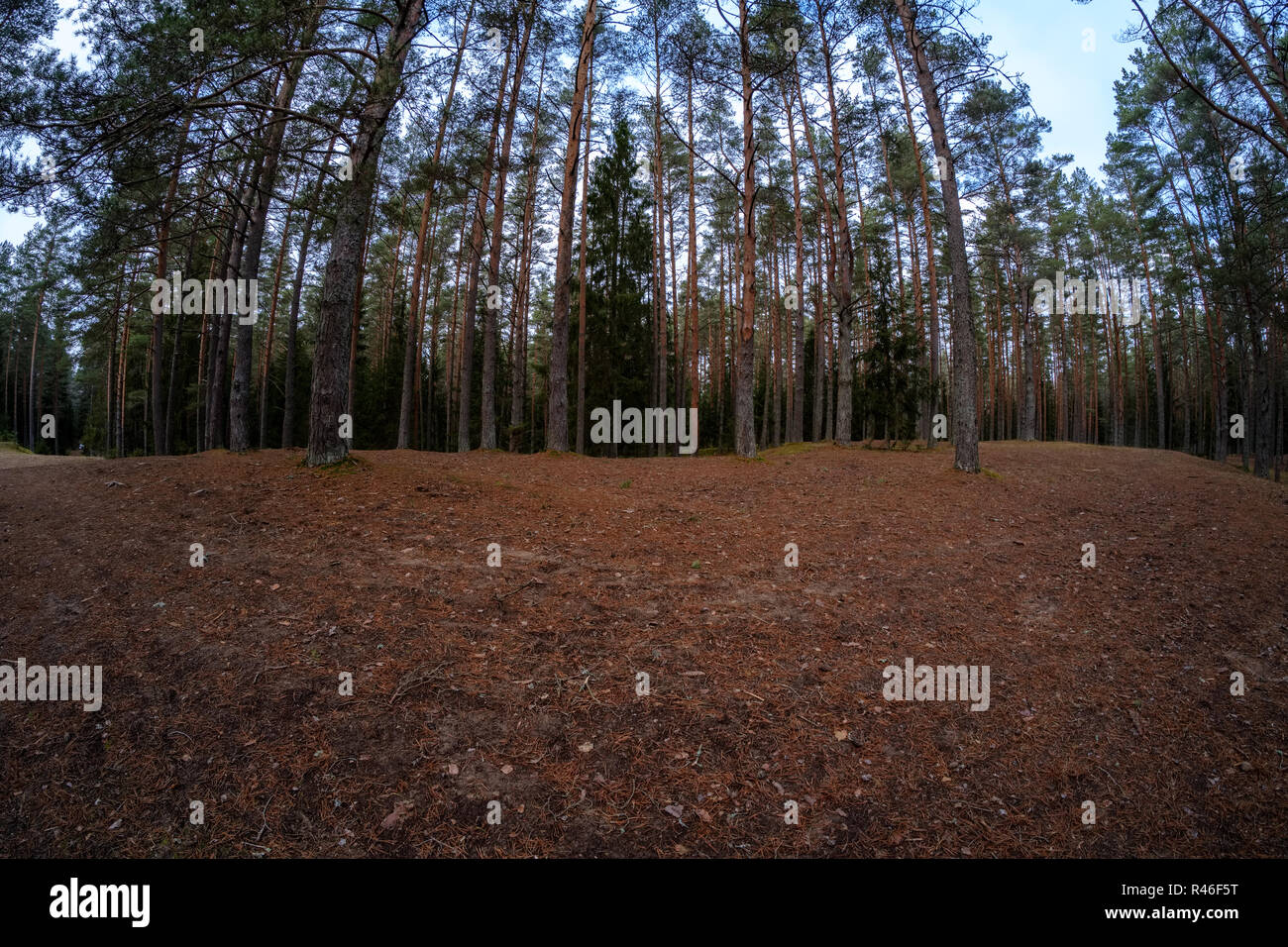 evergreen forest with spruce and pine tree under branches. low light ...