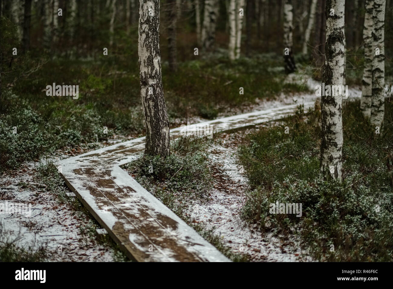wooden plank footpath boardwalk in swamp area for recreation tourists ...