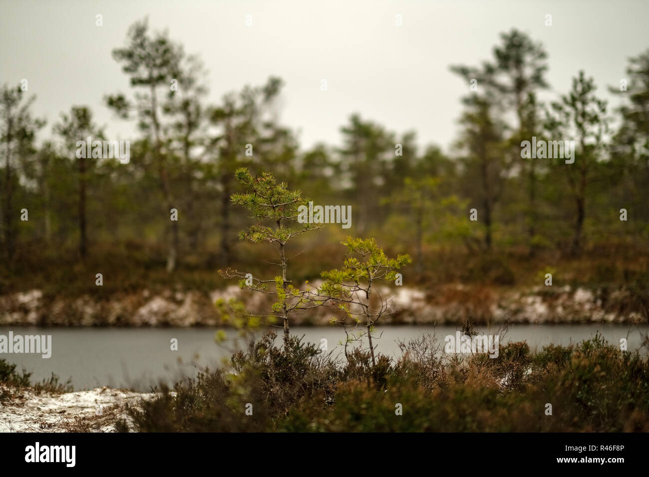 swamp landscape view with dry pine trees, reflections in water and ...