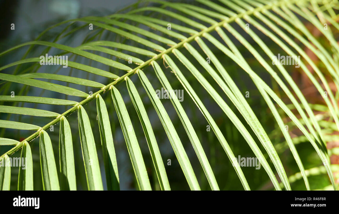 Huge Green Leaf Background Stock Photo - Alamy