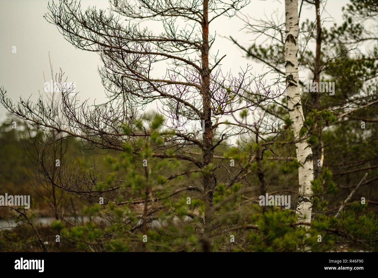 swamp landscape view with dry distant trees, and first snow on green ...