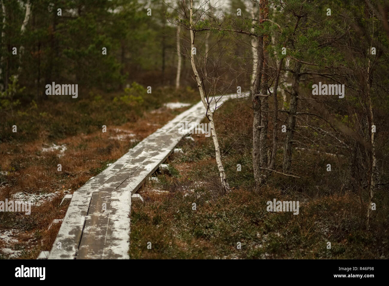 wooden plank footpath boardwalk in swamp area for recreation tourists ...