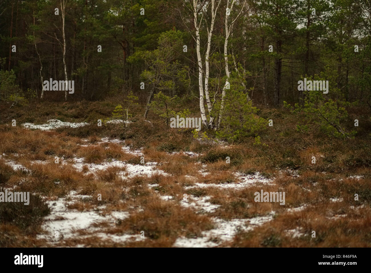 swamp landscape view with dry distant trees, and first snow on green ...