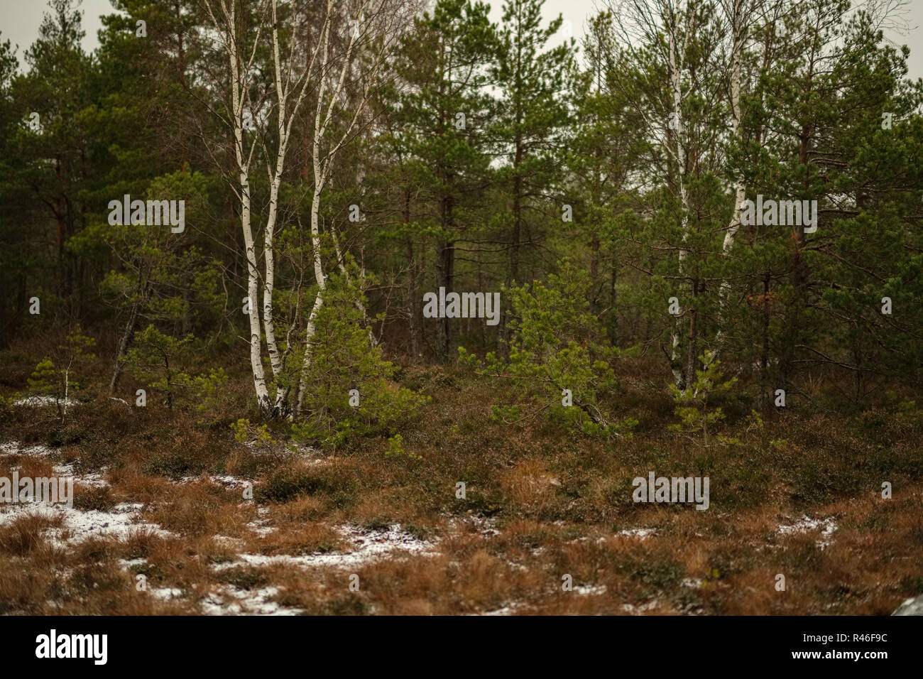 swamp landscape view with dry distant trees, and first snow on green ...