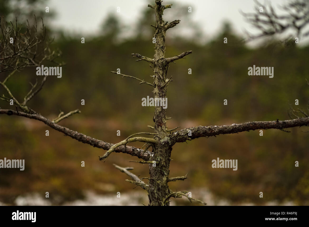swamp landscape view with dry distant trees, and first snow on green ...