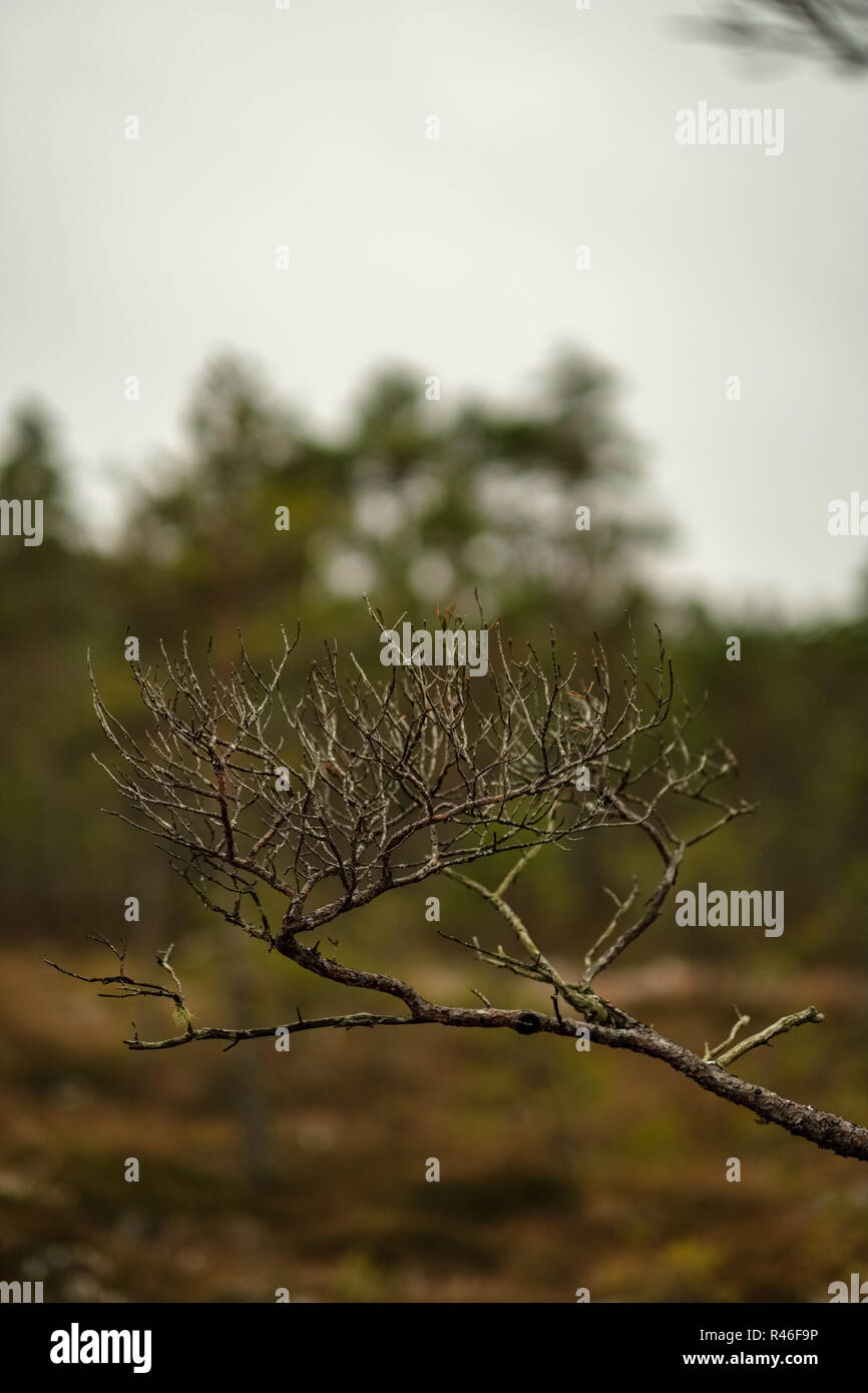 swamp landscape view with dry distant trees, and first snow on green ...