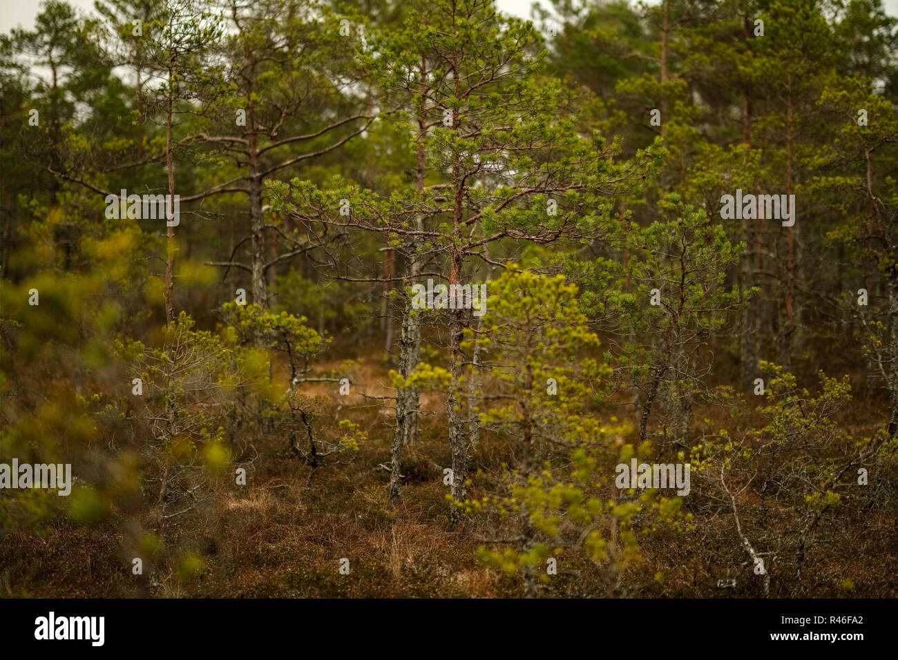 swamp landscape view with dry distant trees, and first snow on green ...
