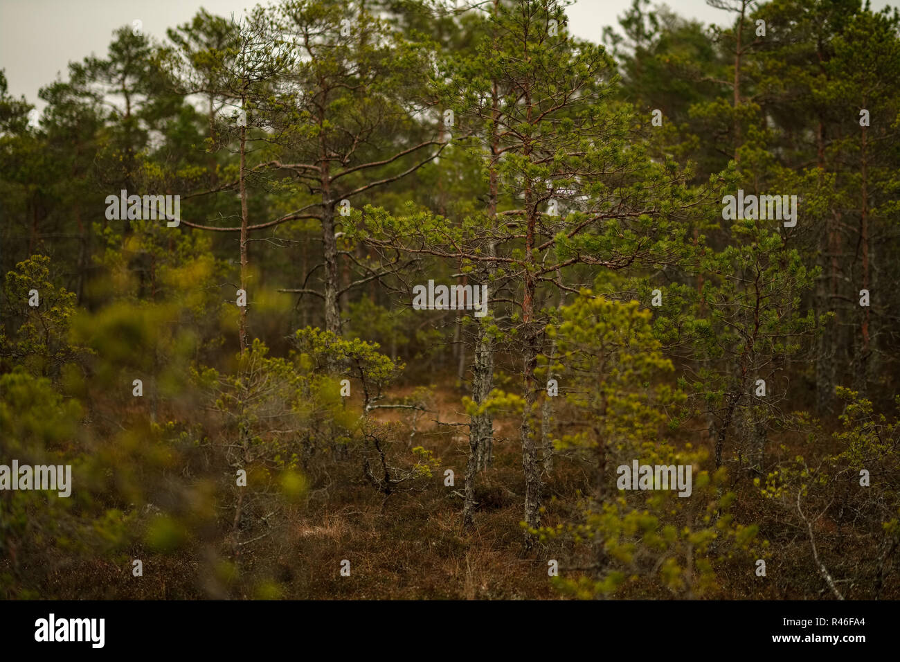 swamp landscape view with dry distant trees, and first snow on green ...